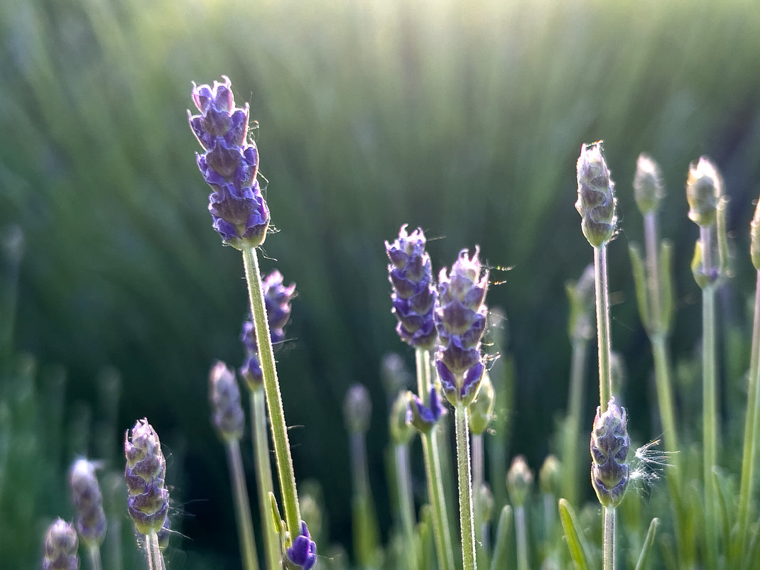 The Lavender Store - Handmade products for body, home, kitchen, pets